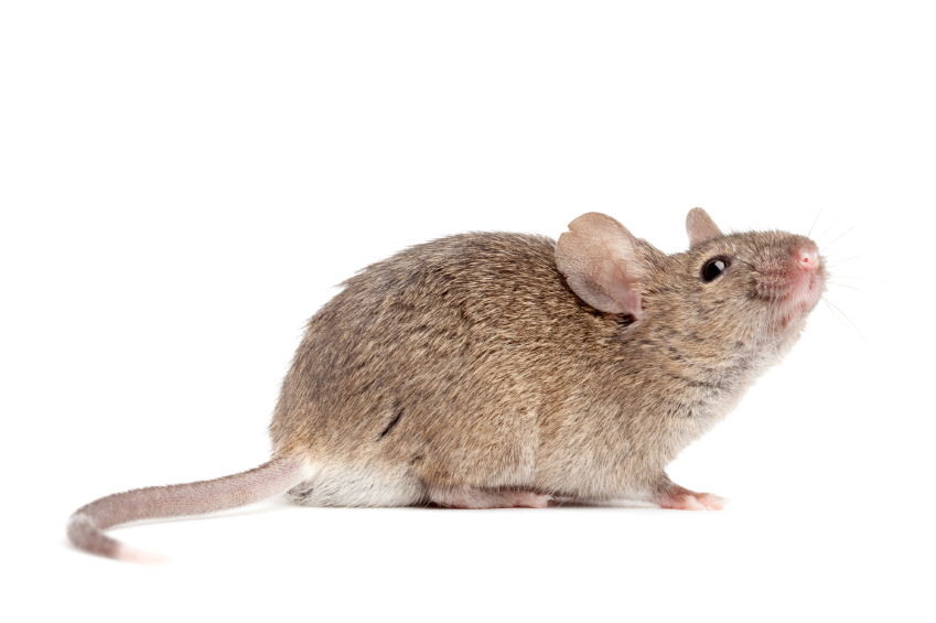 City Wide Pest Control, Inc