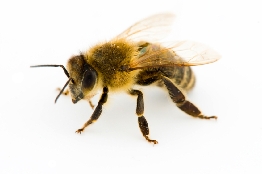 City Wide Pest Control, Inc