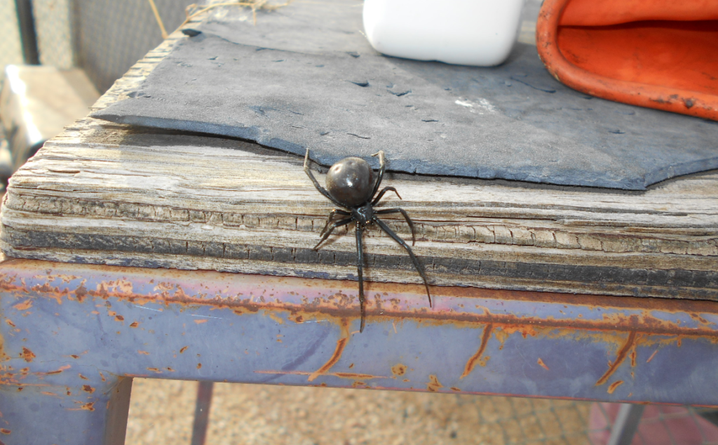 City Wide Pest Control, Inc