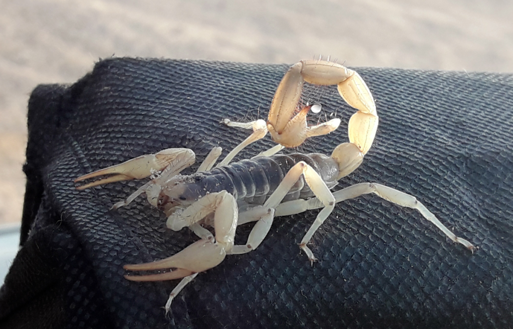 City Wide Pest Control, Inc