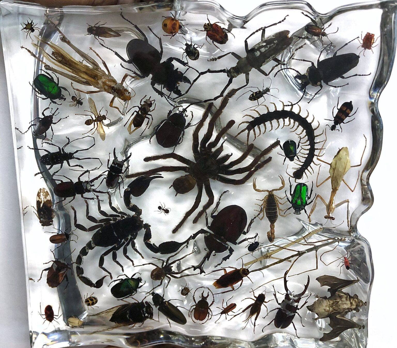 City Wide Pest Control, Inc