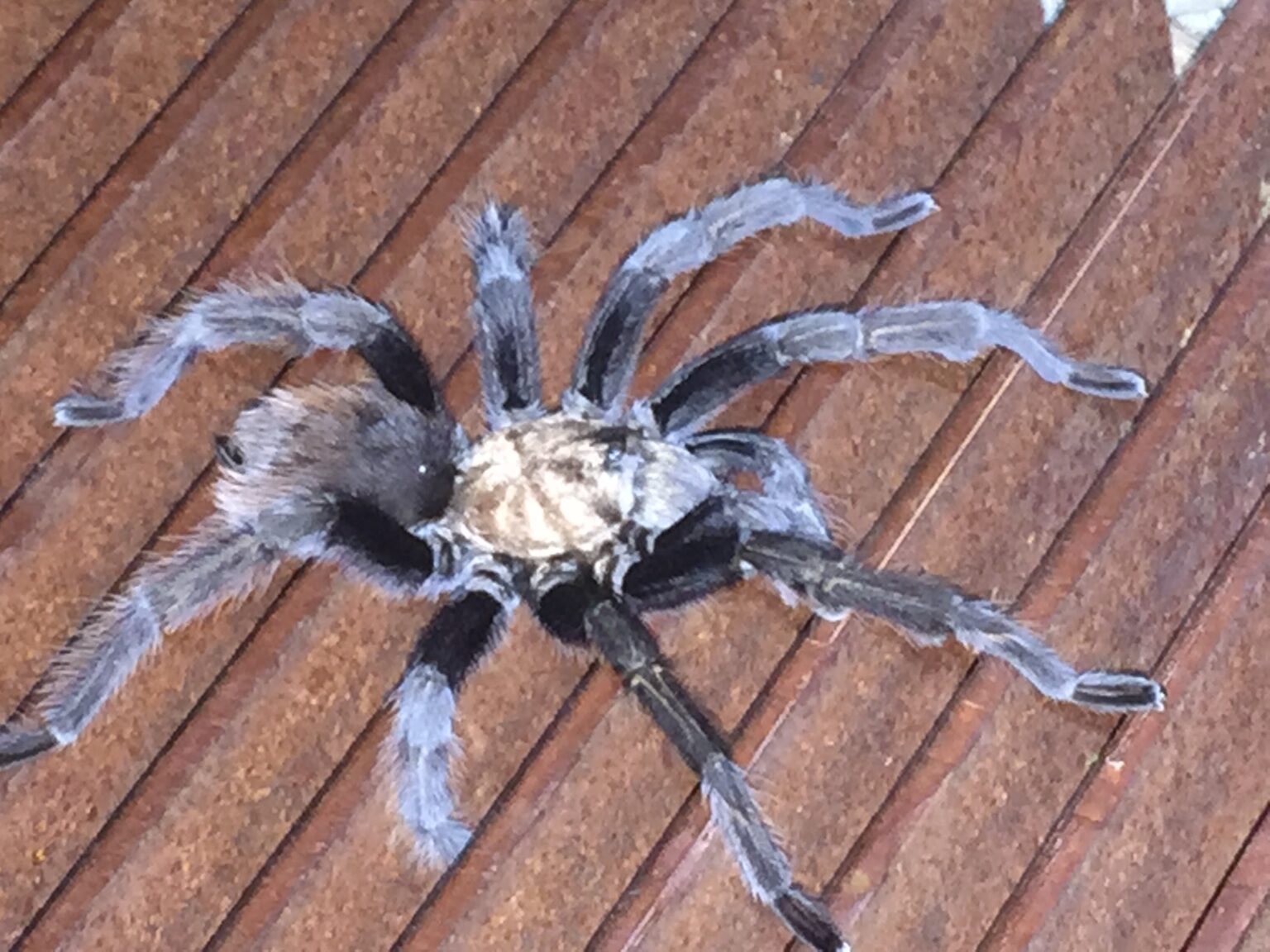 City Wide Pest Control, Inc