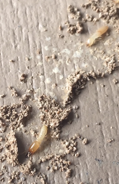 City Wide Pest Control, Inc